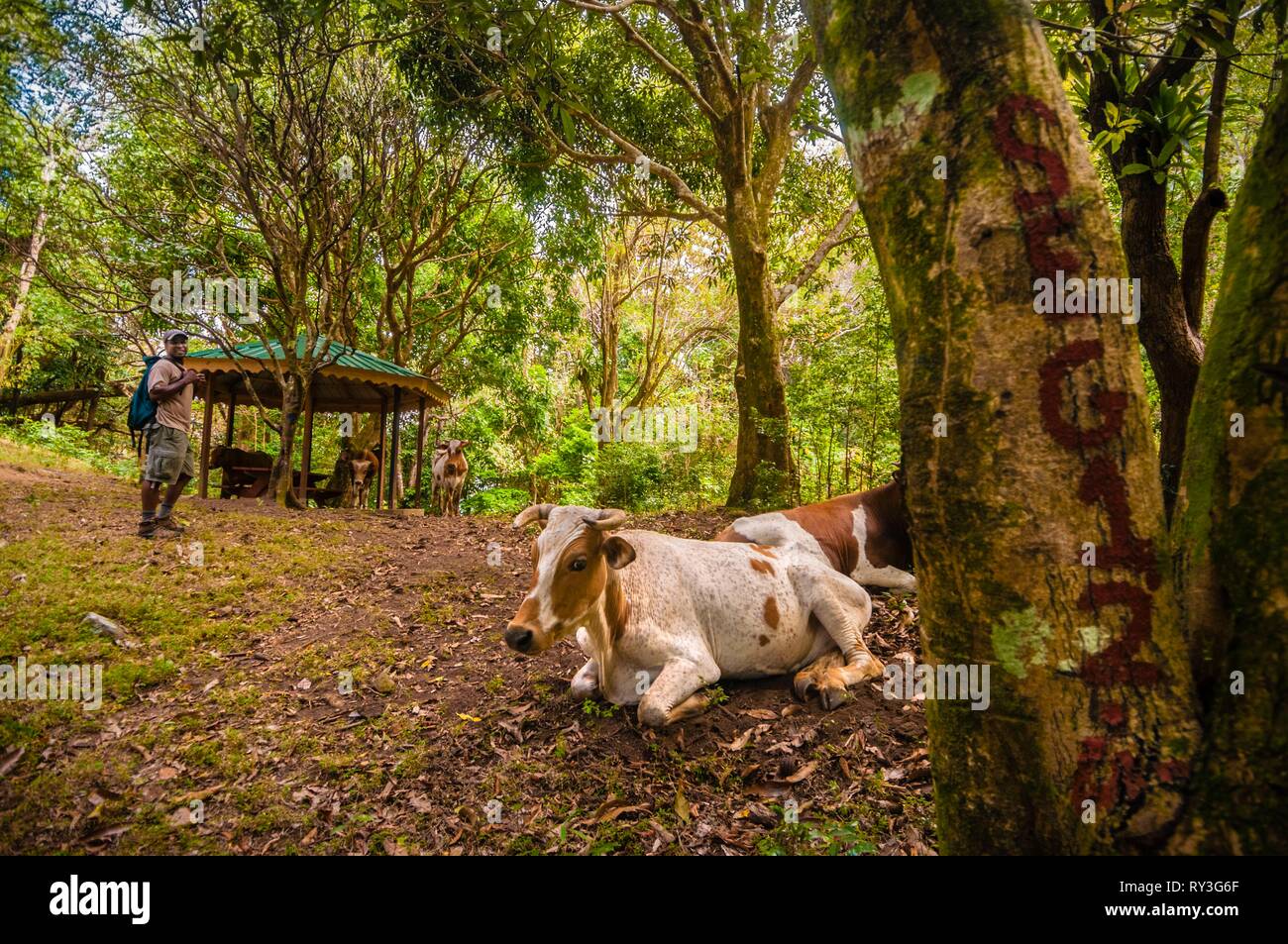 Cow crosses a hiking trail hi-res stock photography and images - Alamy