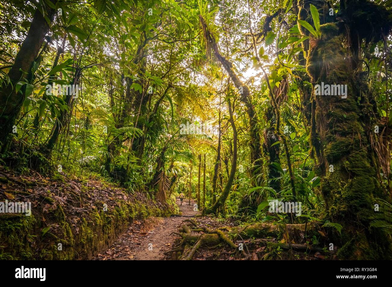 Dominica, Morne Trois Pitons National Park inscribed on the UNESCO ...