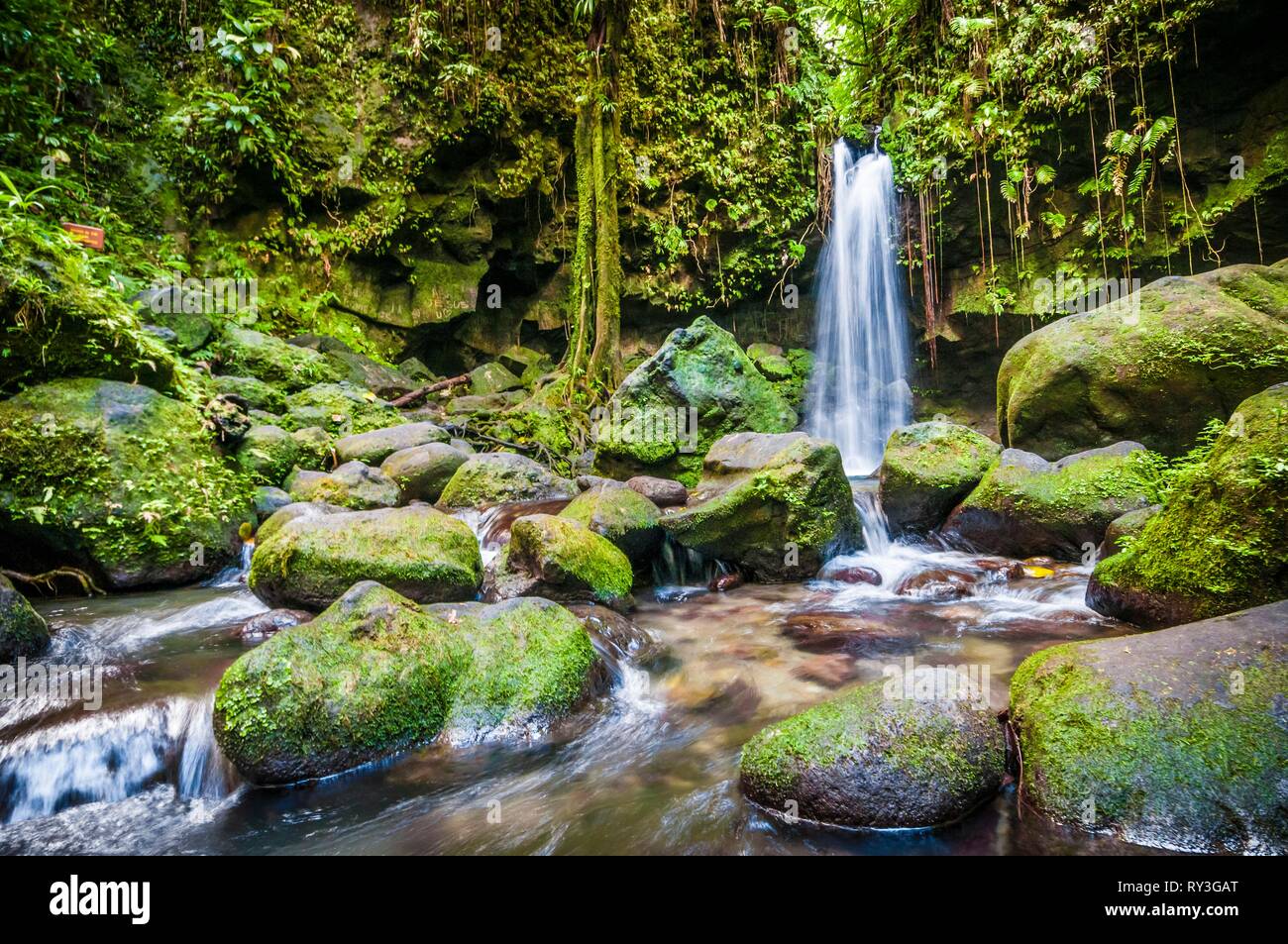 Dominica waterfall emerald pool hi-res stock photography and images - Alamy
