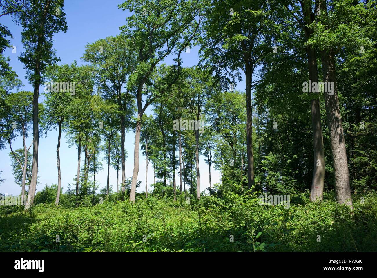 Lyons woods hi-res stock photography and images - Alamy