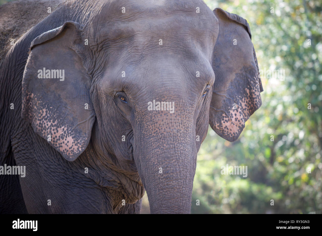 Old elephant in the forest. Closeup front of Asian elephants face Stock ...