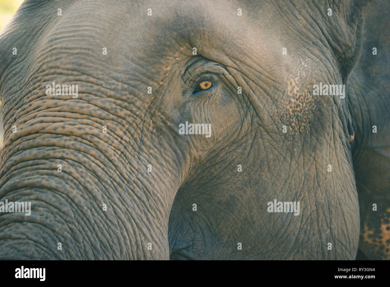 Old elephant in the forest. Closeup front of Asian elephants face Stock ...