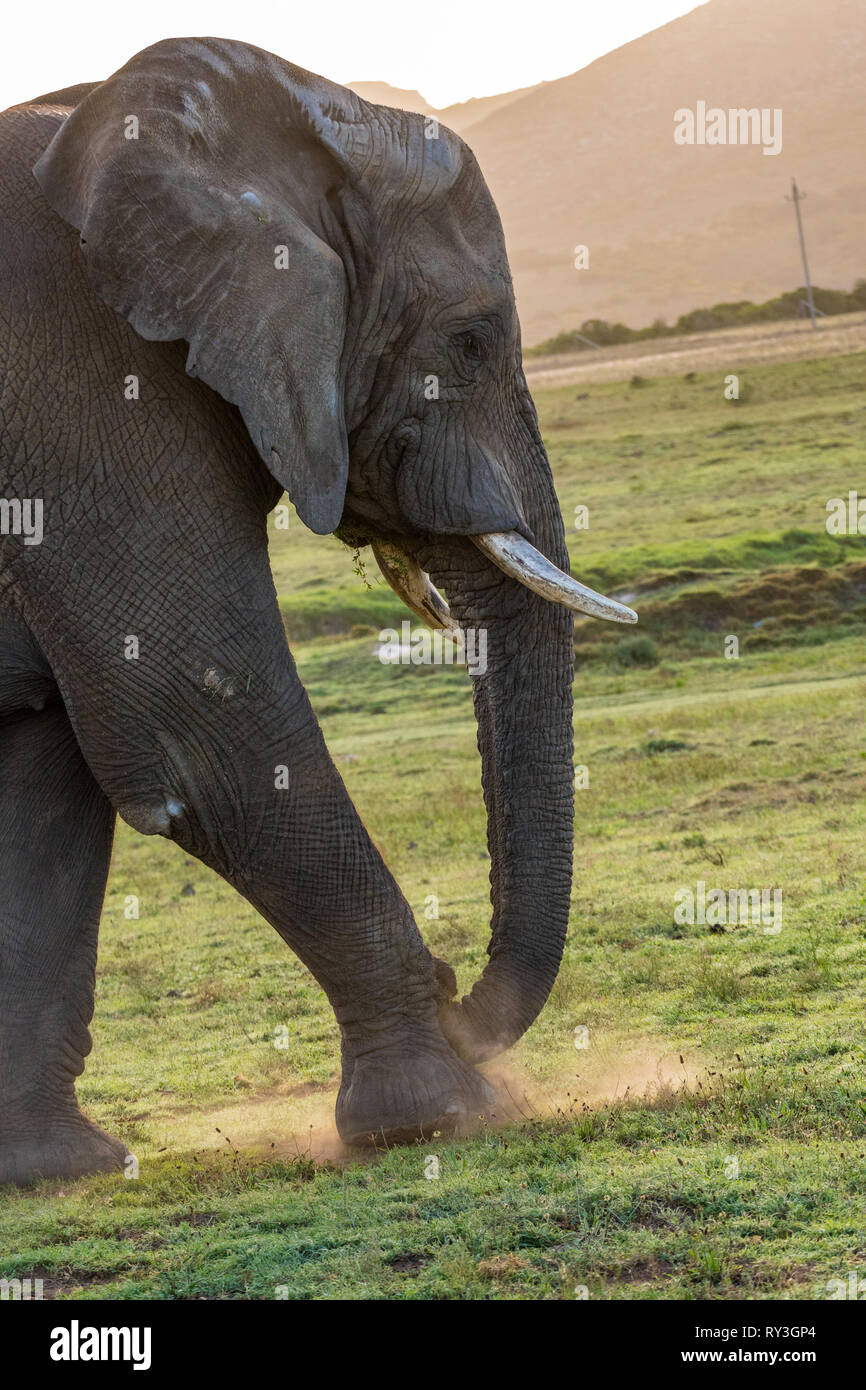 Strong tusker elephant hi-res stock photography and images - Alamy