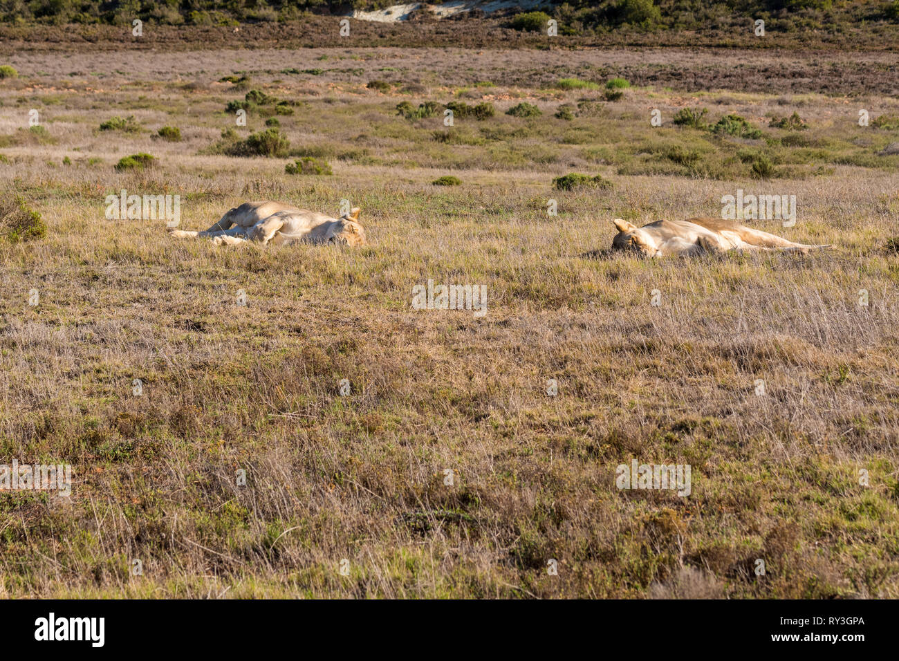 Lioness in heat hi-res stock photography and images - Alamy