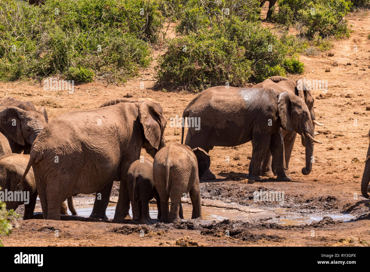 African elephant group in the national park Stock Photo - Alamy