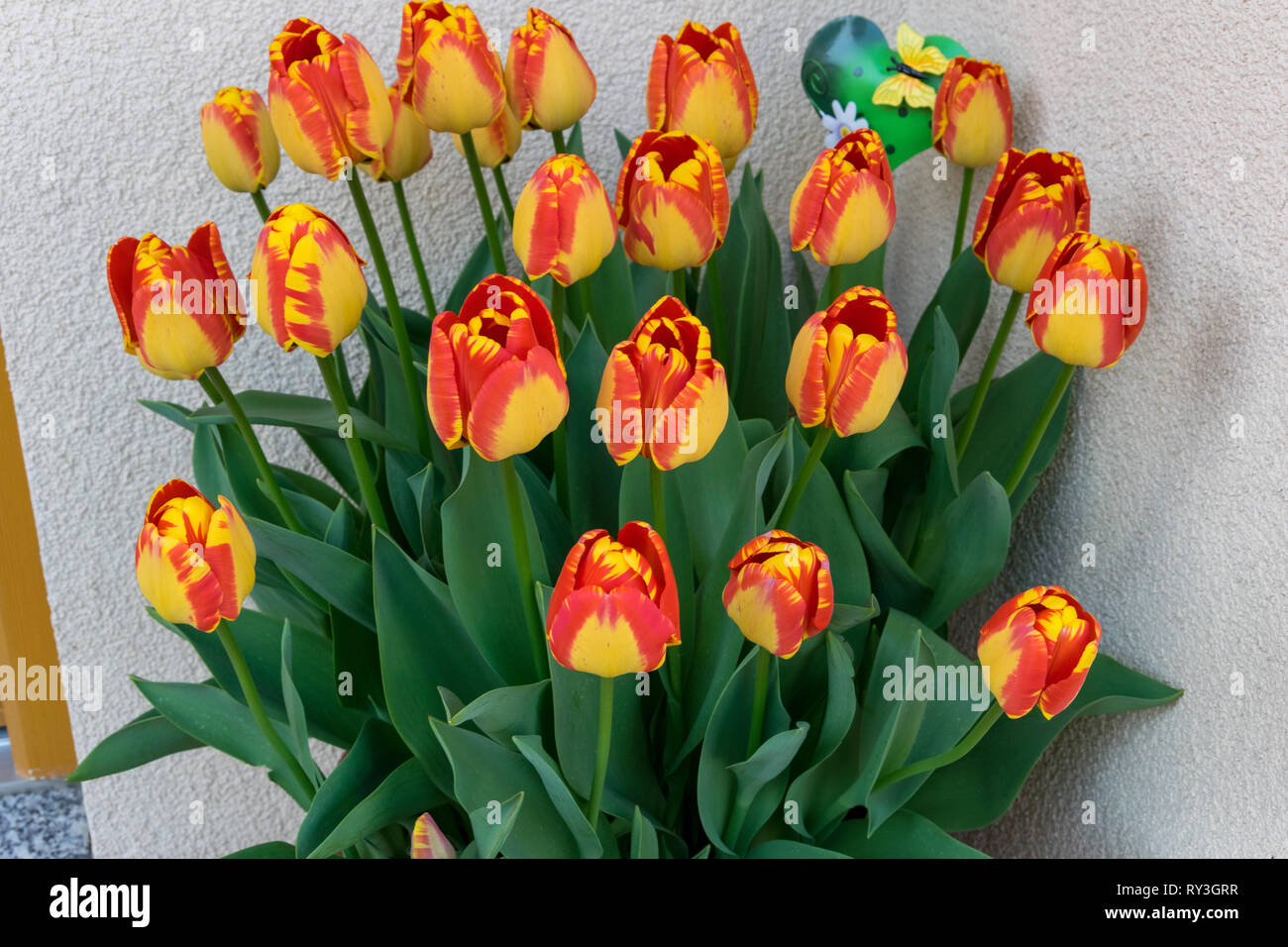 A flowerpot full of tulips Stock Photo - Alamy