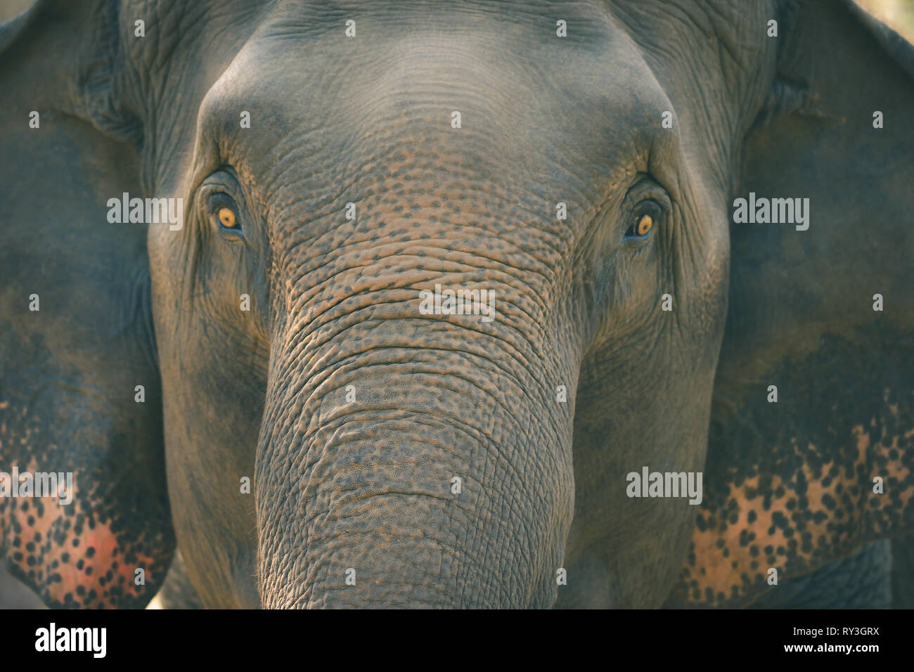 Old elephant in the forest. Closeup front of Asian elephants face Stock ...