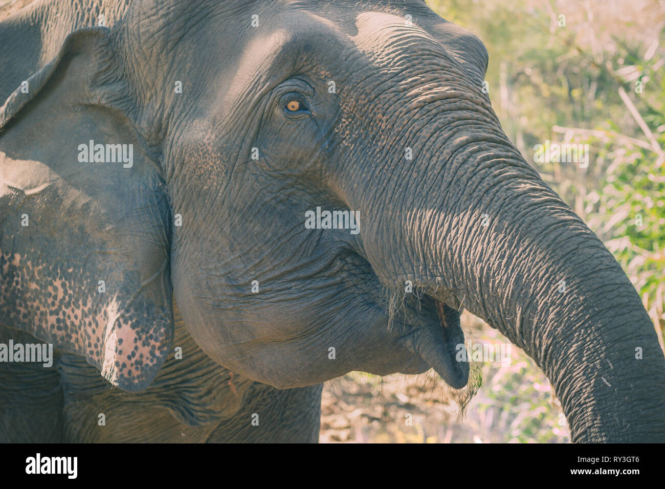 Old elephant in the forest. Closeup front of Asian elephants face Stock ...