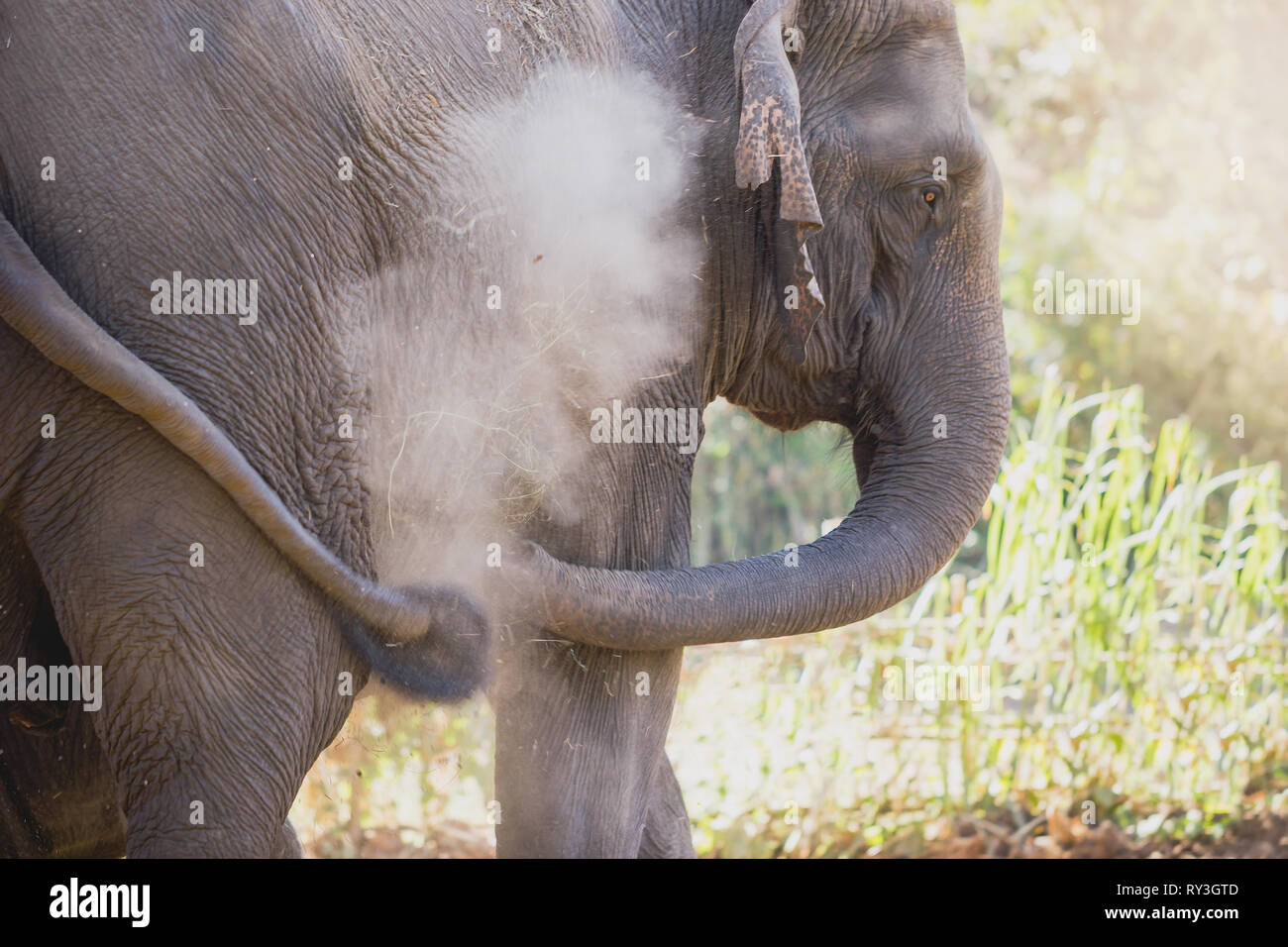 Asian elephant in the forest, He using a turkey sprayed dust on himself ...