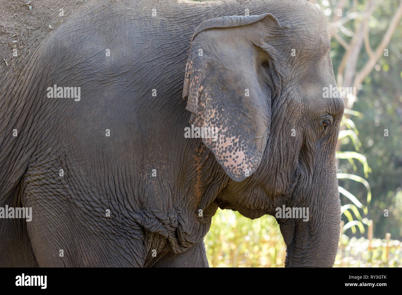 Elephant Front Face High Resolution Stock Photography and Images - Alamy