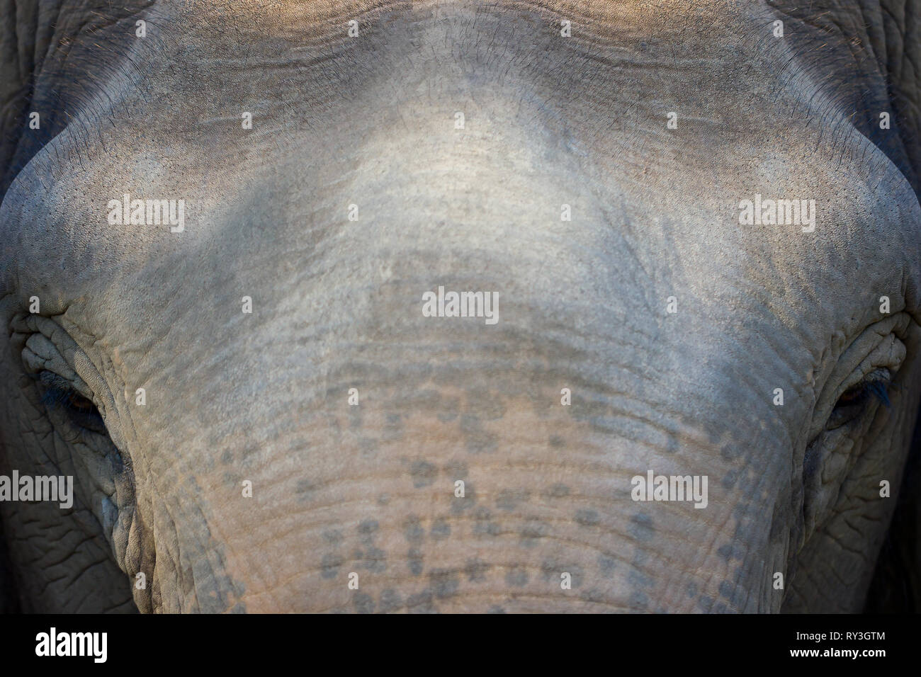 Old elephant in the forest. Closeup front of Asian elephants face Stock ...