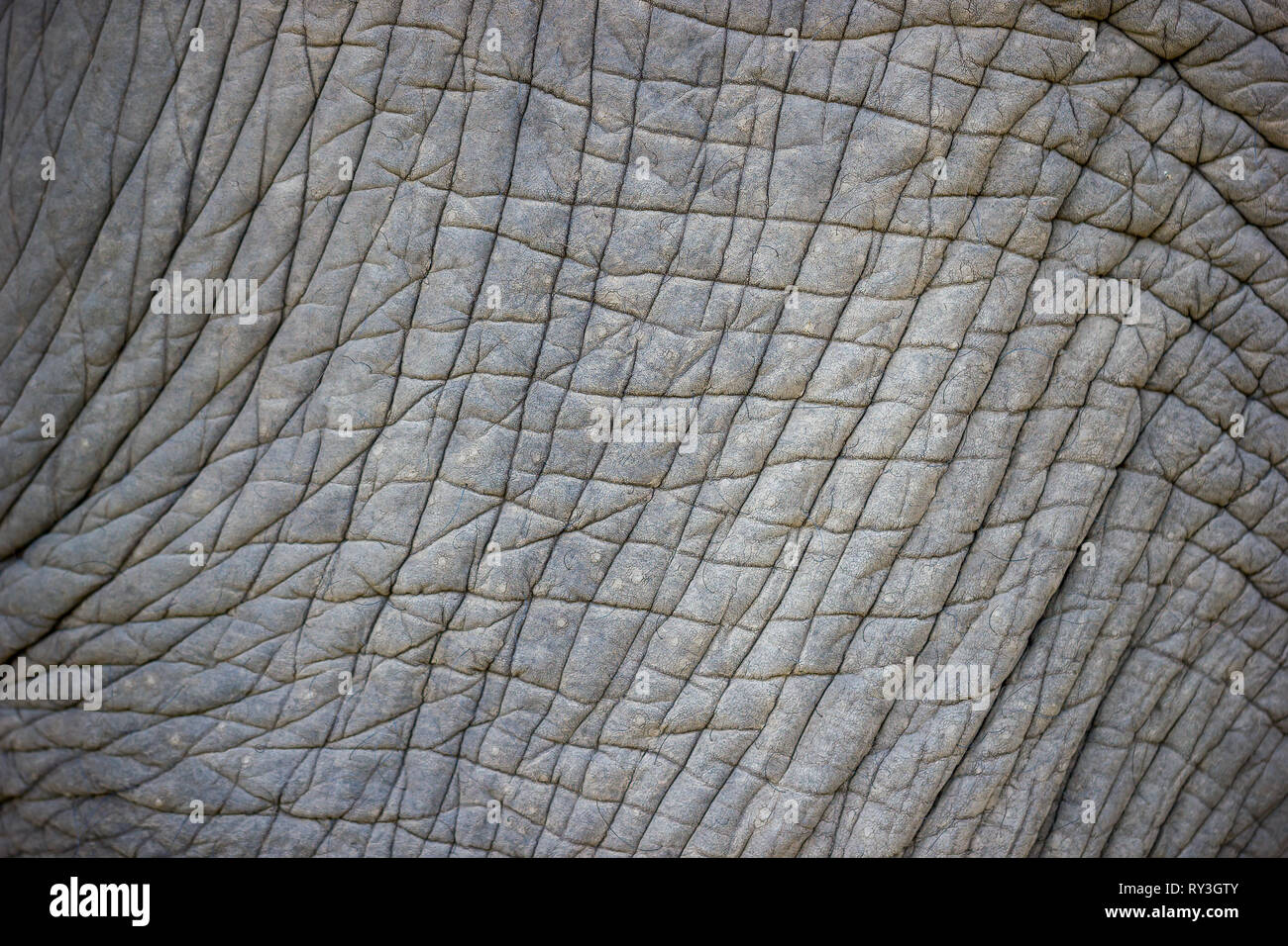 Closeup texture of old Asian elephants skin. Suitable for making ...