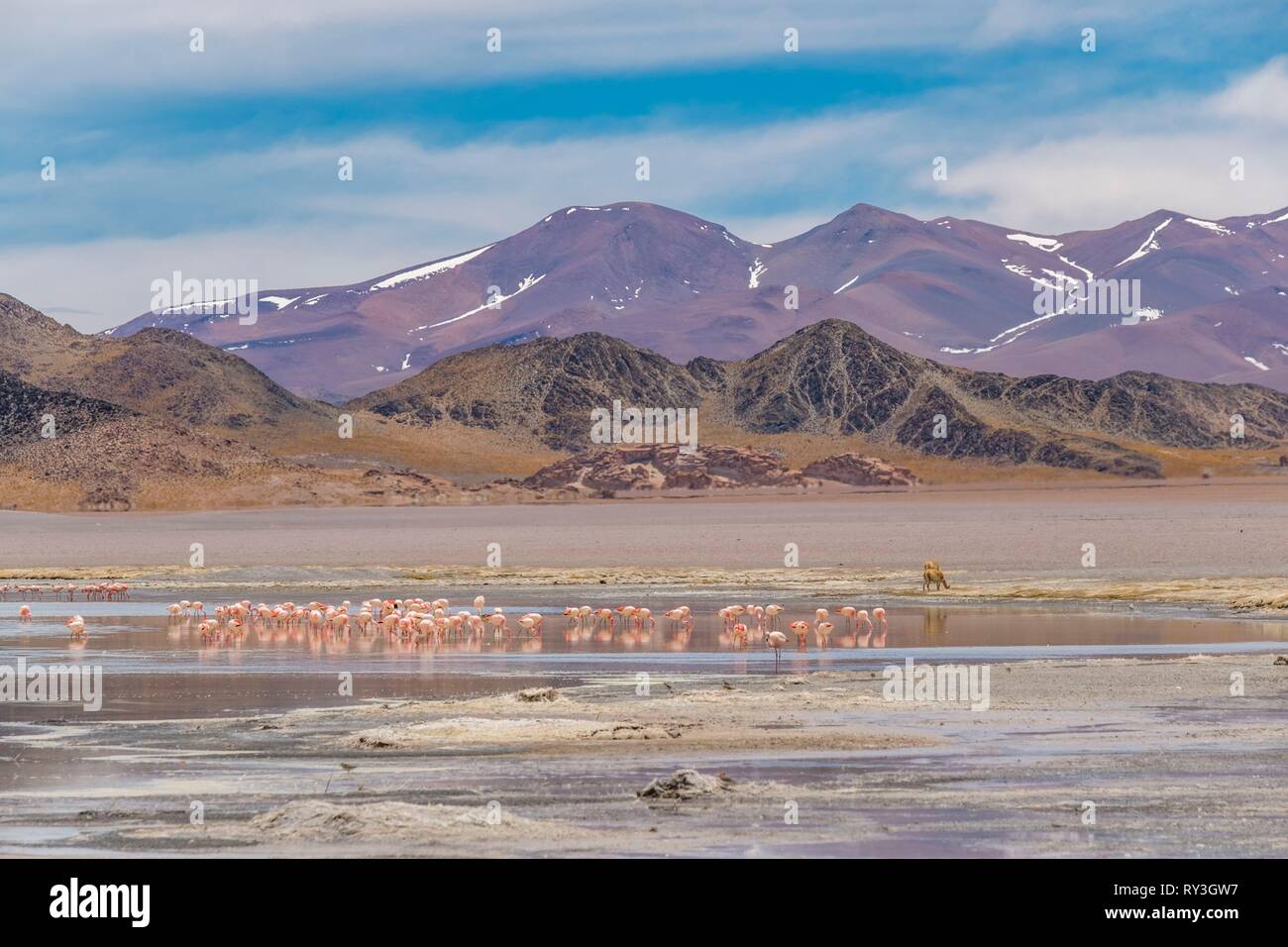 Rocky mountain birds hi-res stock photography and images - Alamy