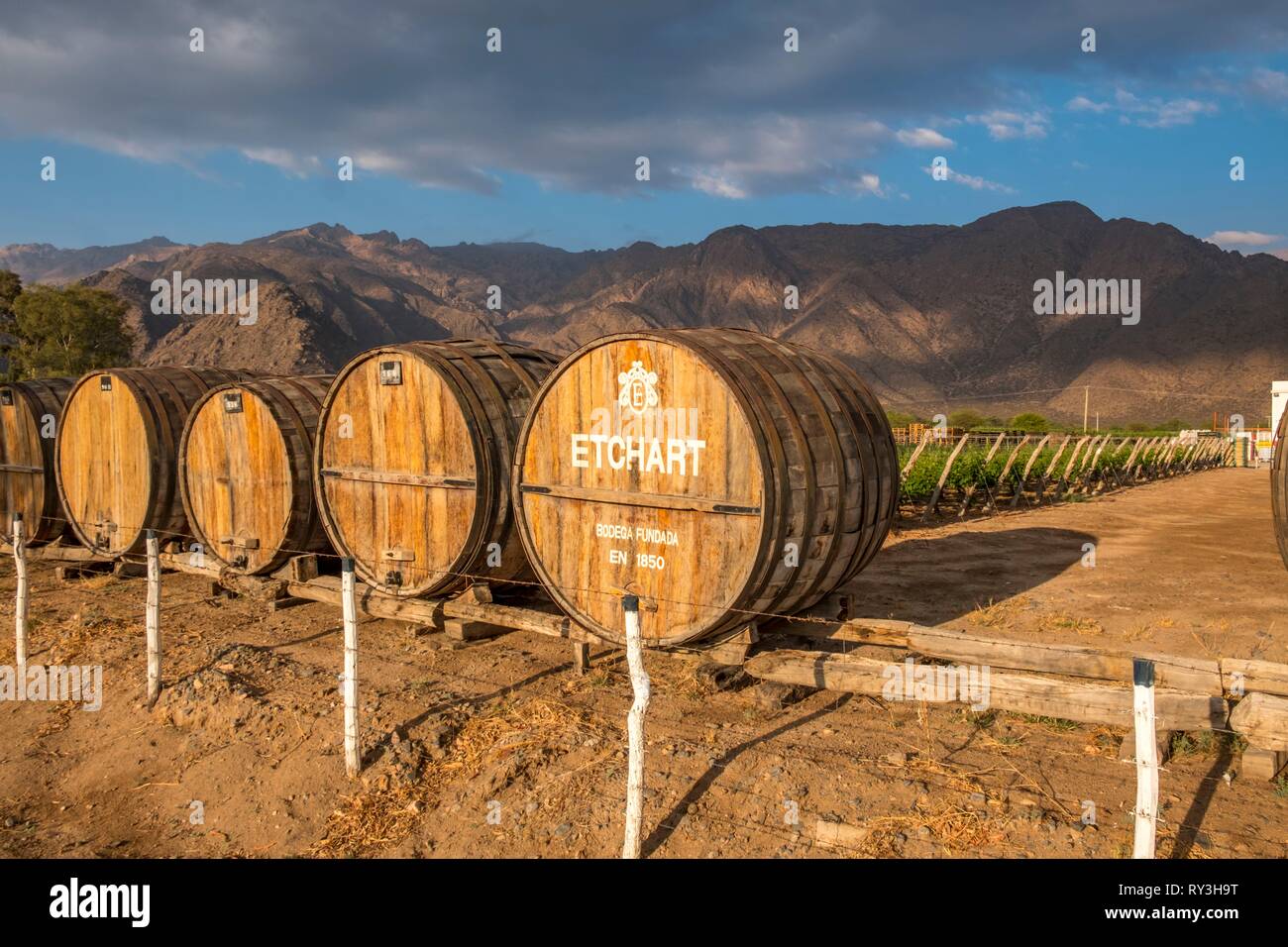 Argentina, Noroeste, Salta province, Valles Calchaquies, vineyard in ...