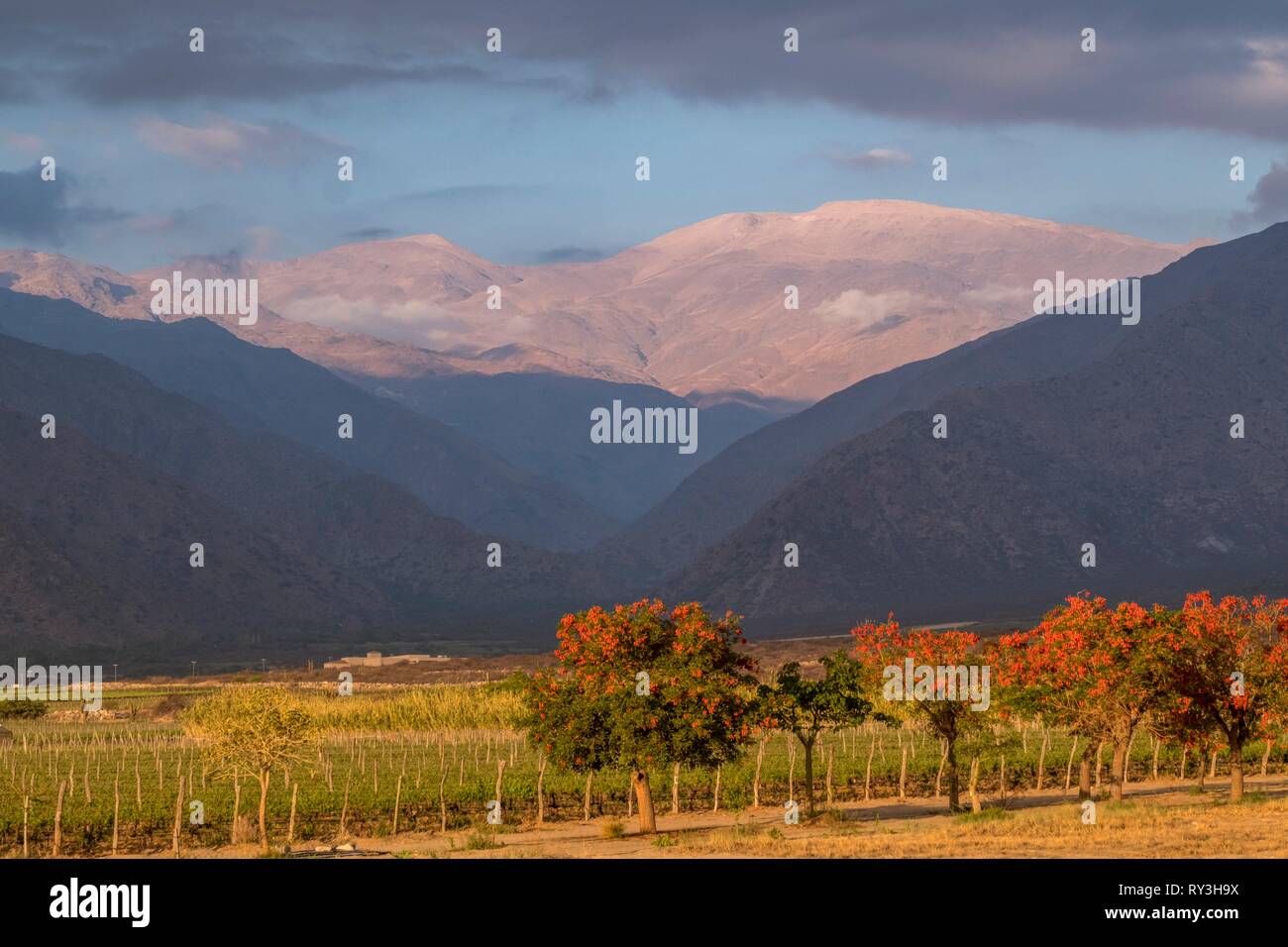 Argentina, Noroeste, Salta province, Valles Calchaquies, vineyard in ...