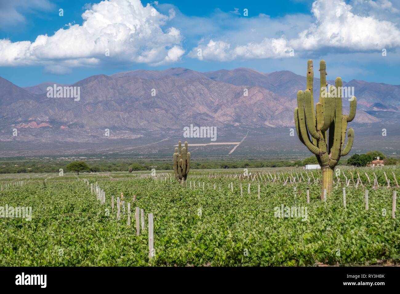 Argentina, Noroeste, Salta province, Valles Calchaquies, vineyard in ...