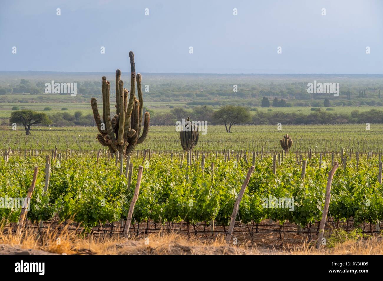 Salta argentina vineyard hi-res stock photography and images - Alamy