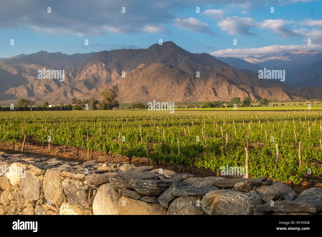 Vineyard salta province hi-res stock photography and images - Alamy