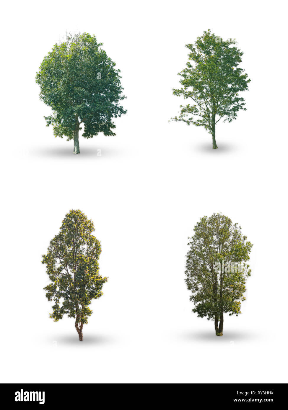 Set of tree on white background with clipping path. Can be used to ...
