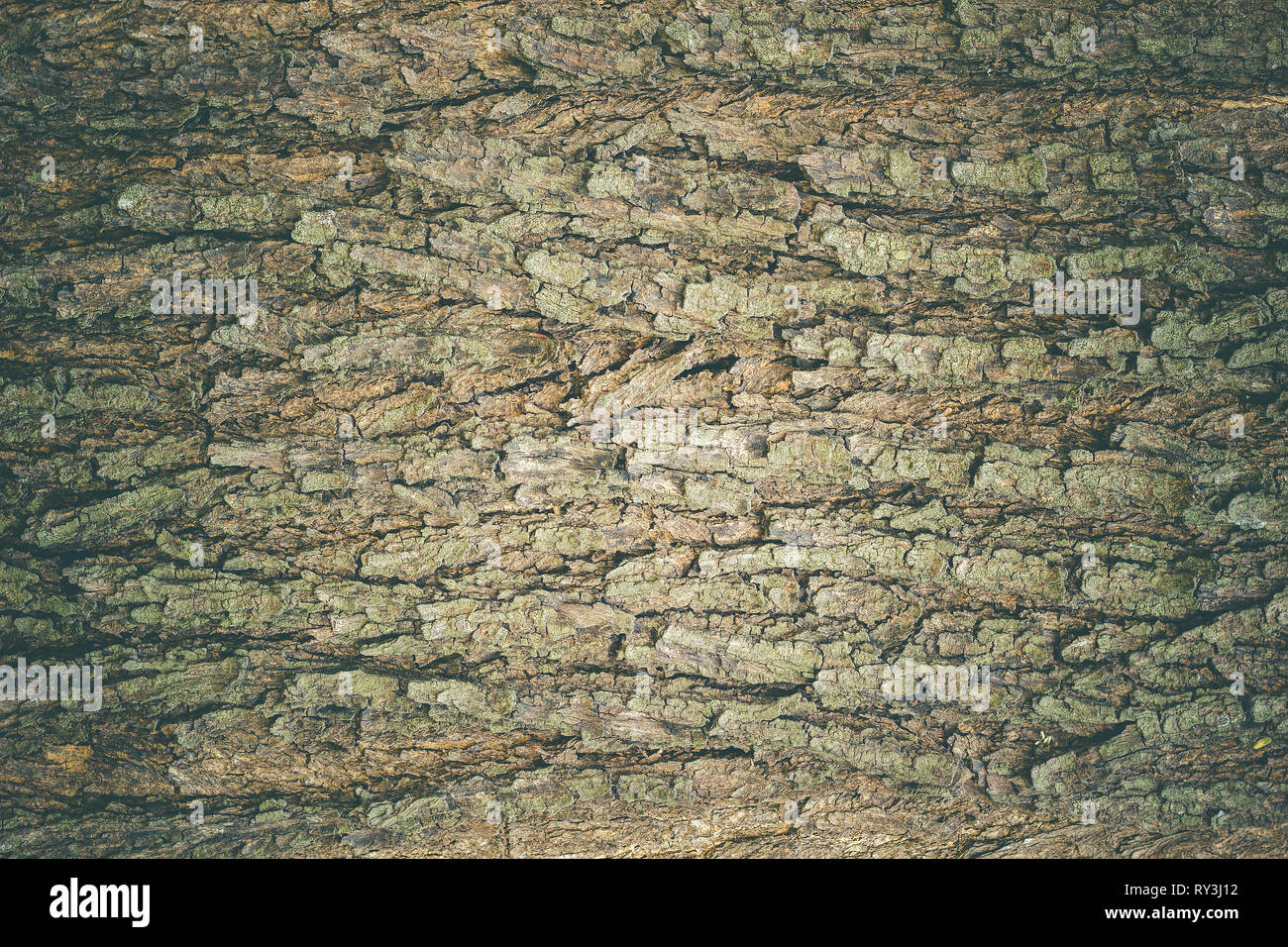 Texture of old big tree bark in deep forest. Suitable for articles ...