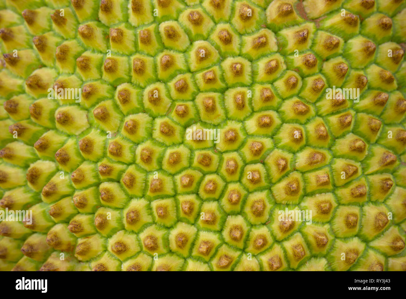 Closeup texture of the jackfruit peel. Suitable for use in the ...