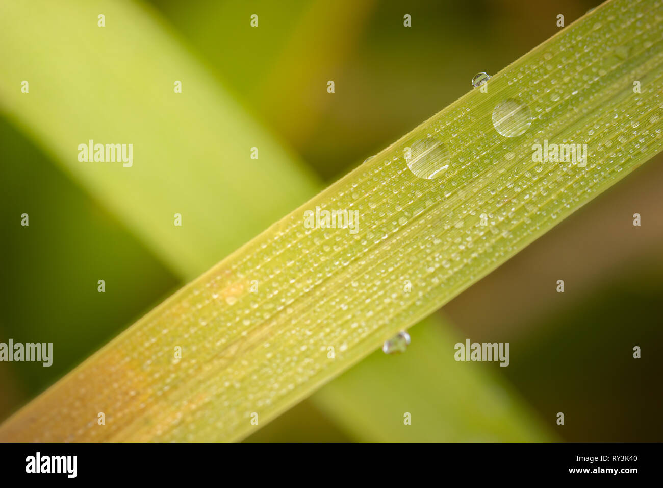Closeup dew on the rice leaves in rice fields. Concept of agriculture ...