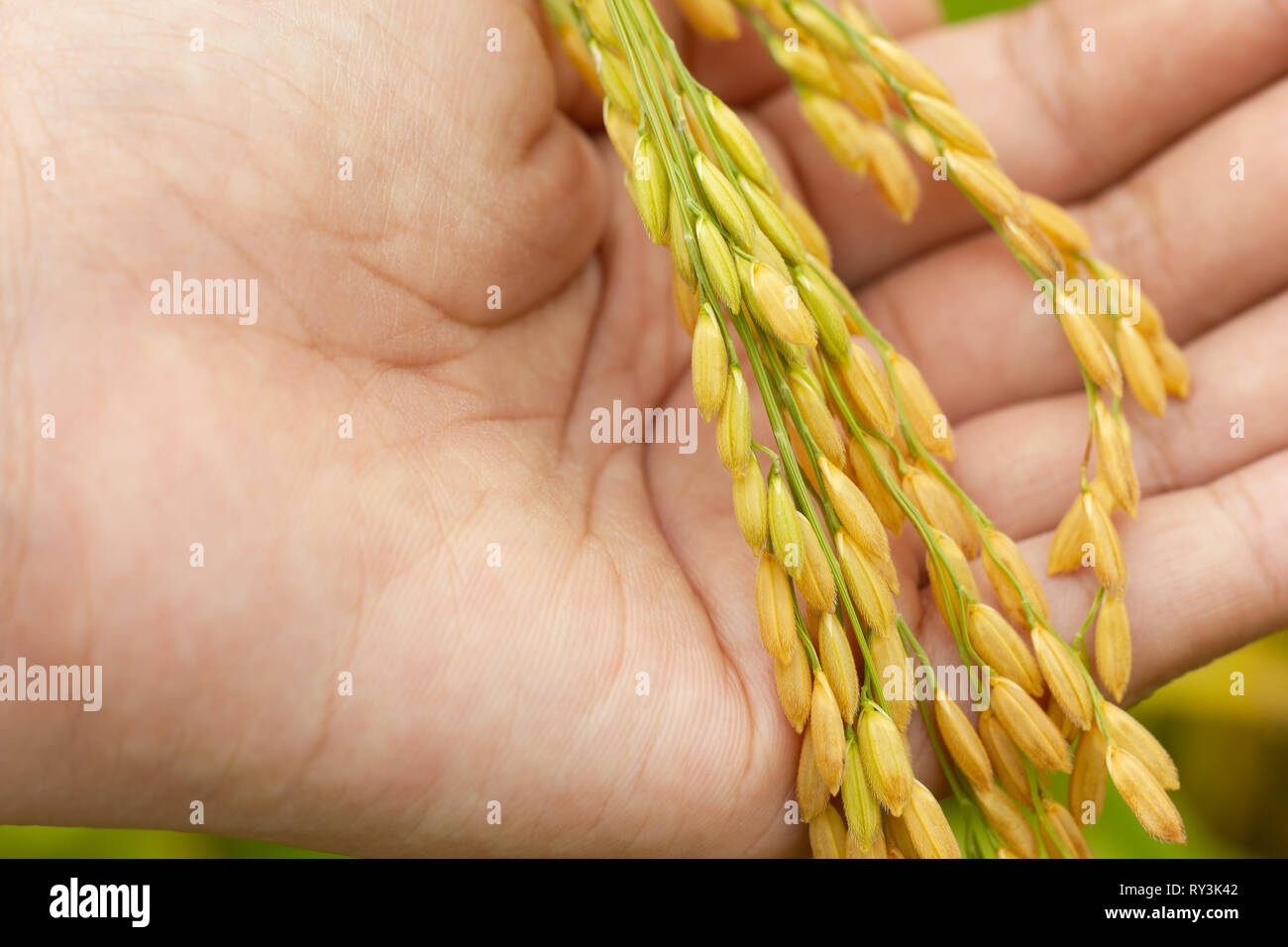 Hand holding paddy rice grain hi-res stock photography and images - Alamy
