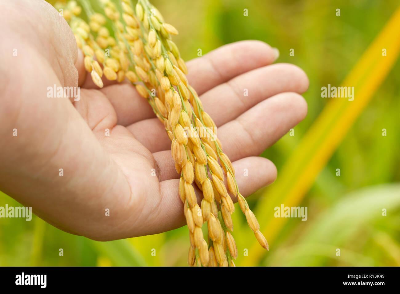 Hand holding paddy rice grain hi-res stock photography and images - Alamy