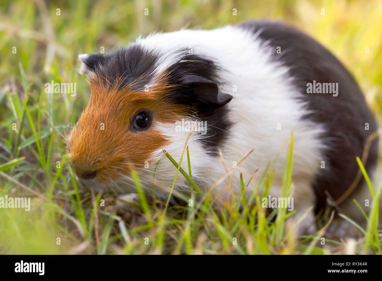 Guinea pig eating hay hi-res stock photography and images - Alamy