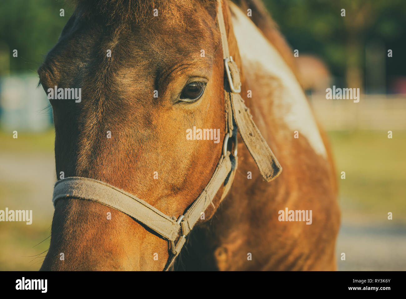 Closeup of horses face hi-res stock photography and images - Alamy