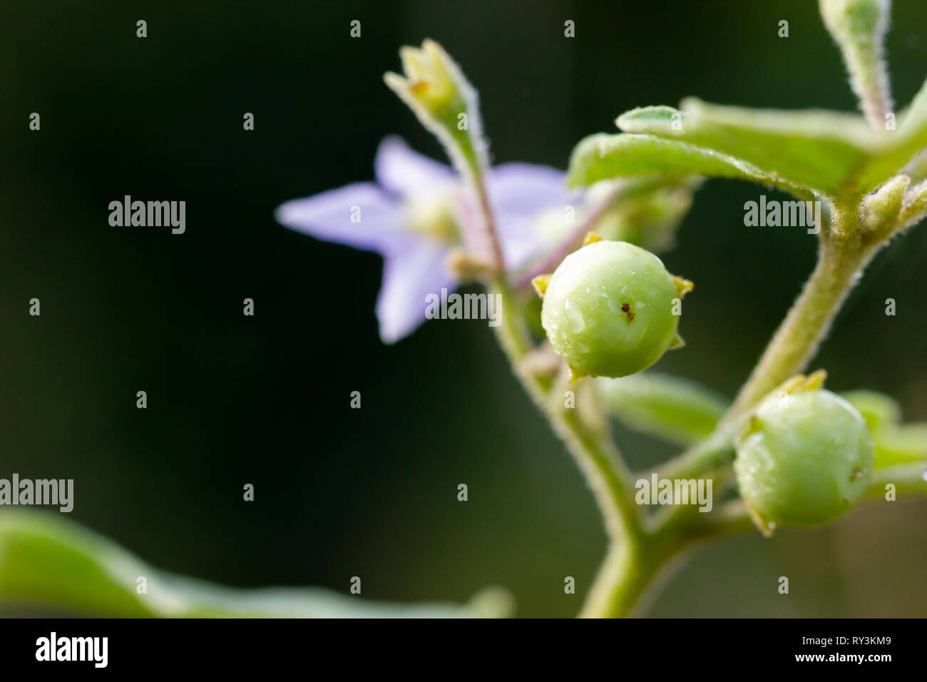 Solanum Indicum High Resolution Stock Photography and Images - Alamy