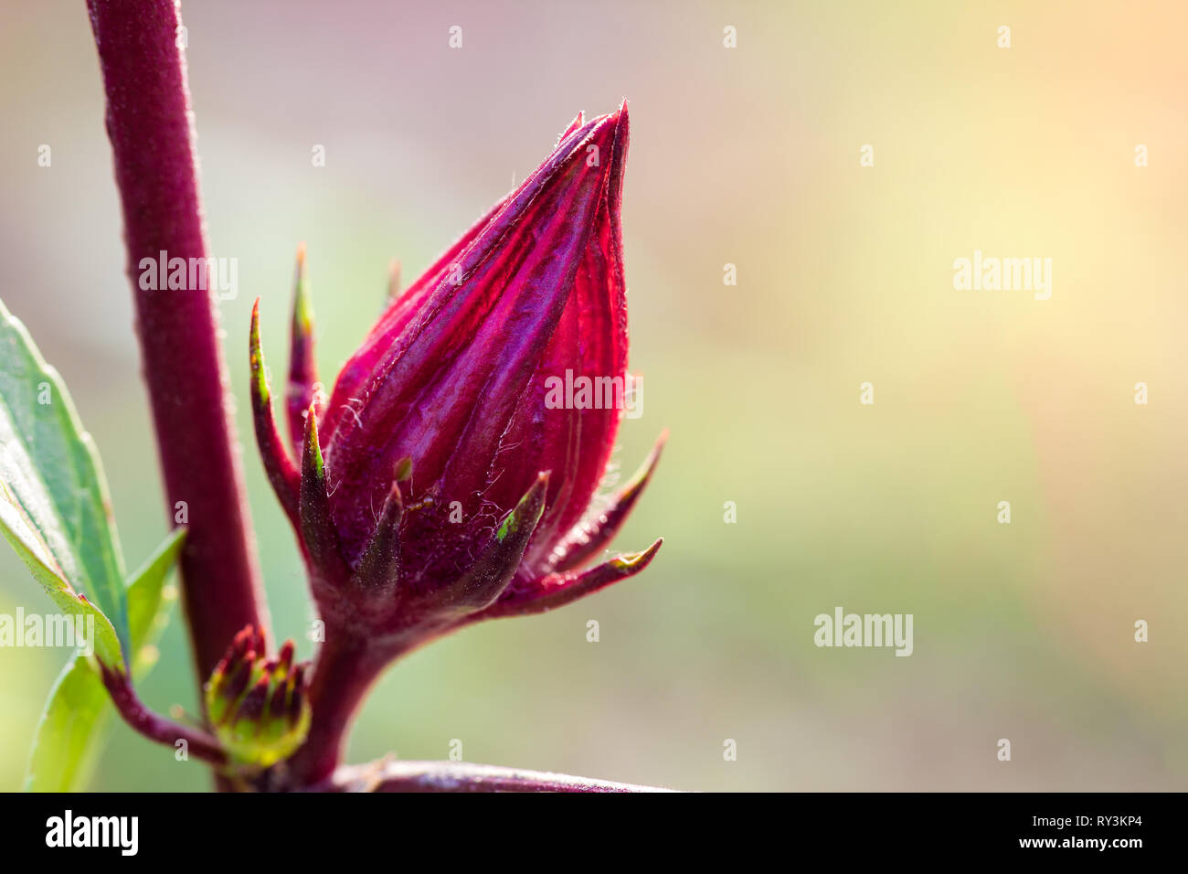 Closeup Roselle and leaves on the tree with morning sunlight Stock ...