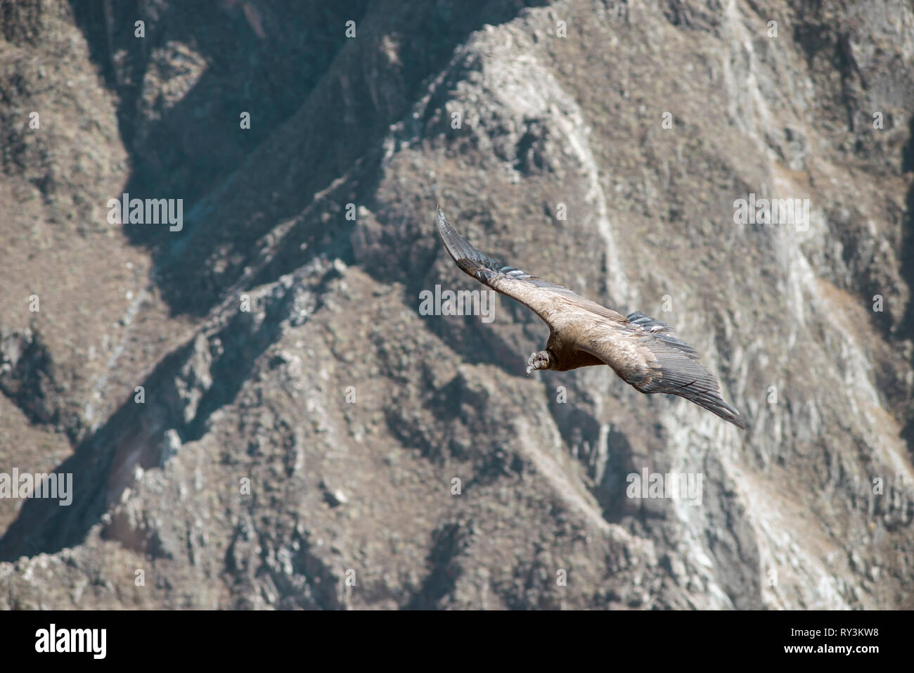 Flying condor hi-res stock photography and images - Alamy