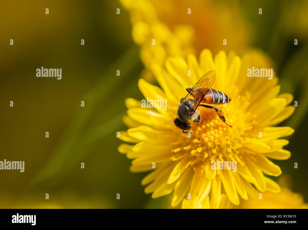 Closeup Bees suck the pollen in yellow chrysanthemum flower and morning ...