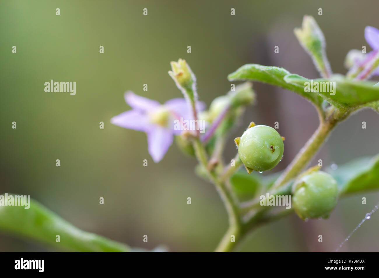 Solanum Indicum High Resolution Stock Photography and Images - Alamy