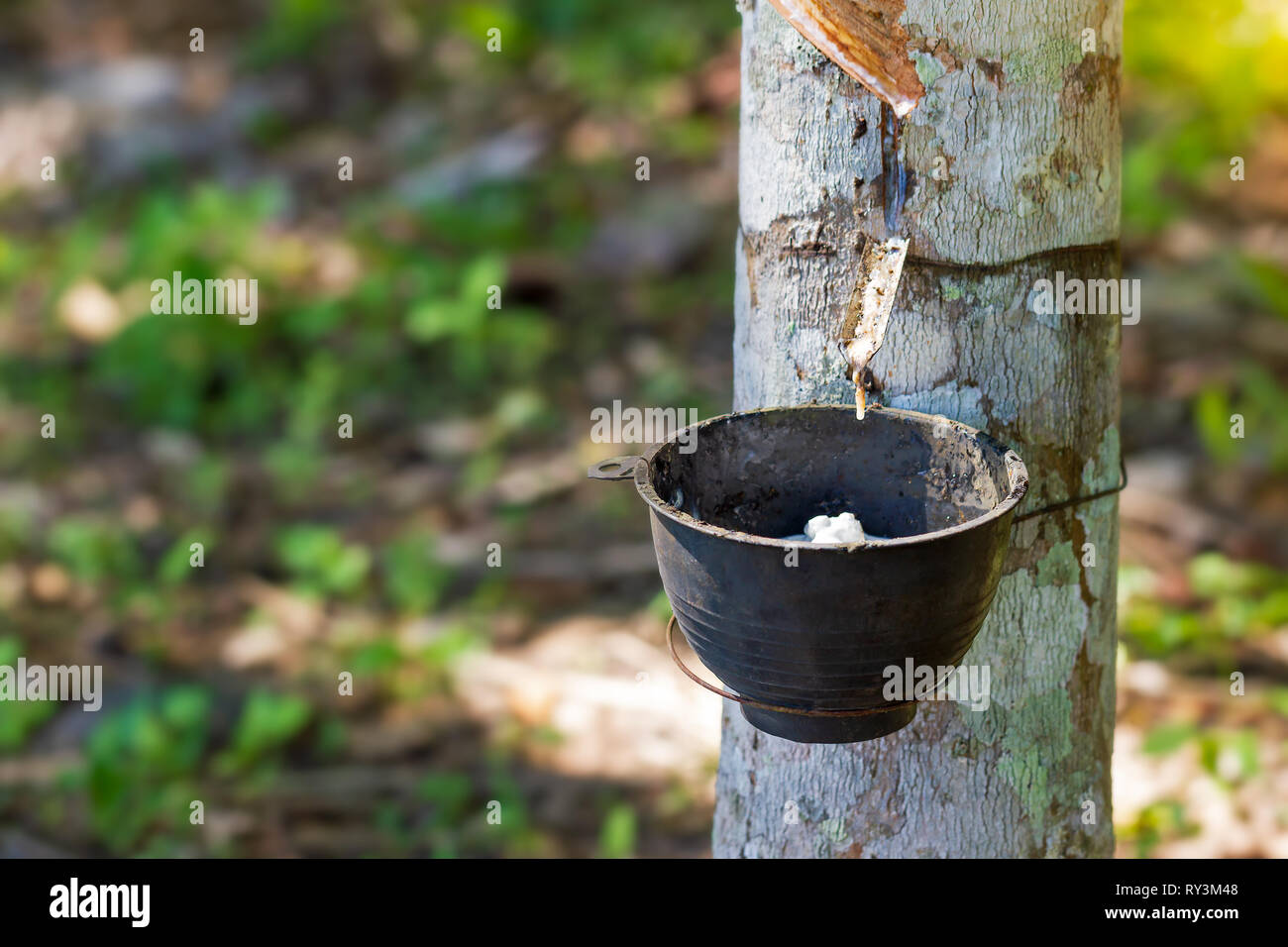 Rubber tree bark texture hi-res stock photography and images - Alamy