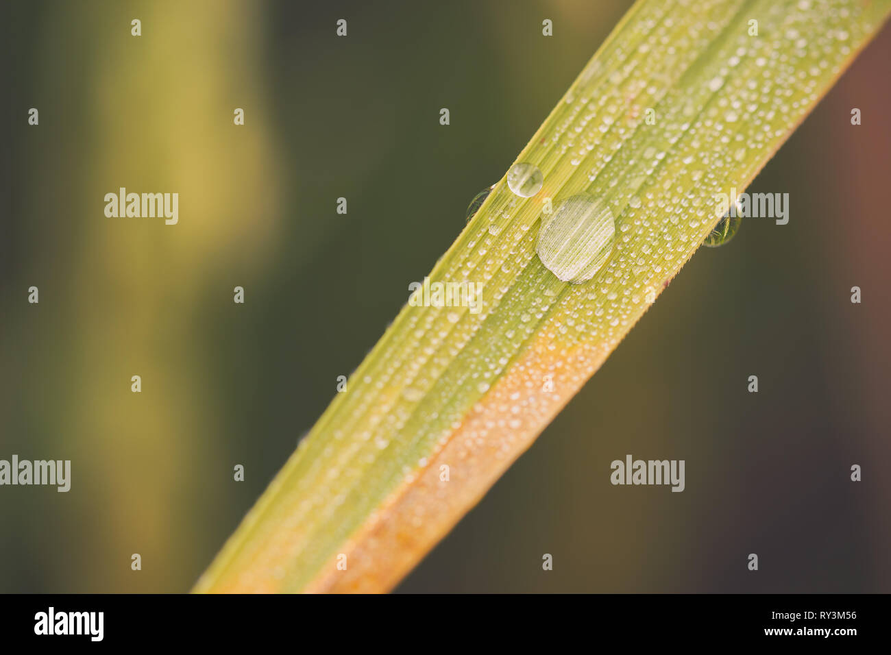 Water drops on rice plant hi-res stock photography and images - Alamy