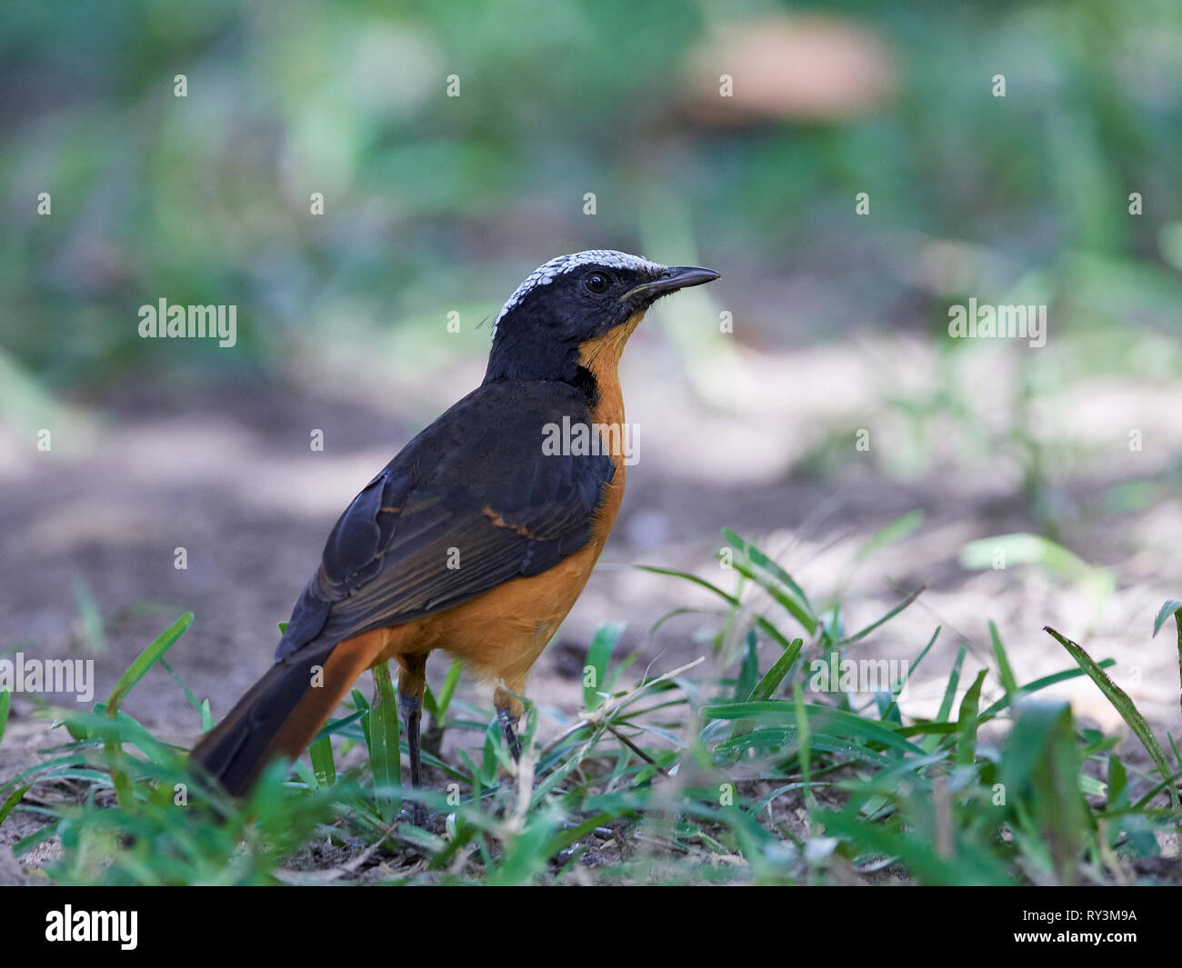 White crowned robin hi-res stock photography and images - Alamy