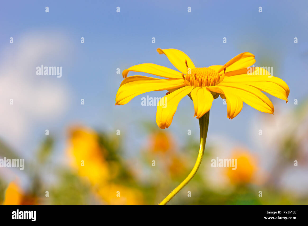 Flower single sky background hi-res stock photography and images - Alamy