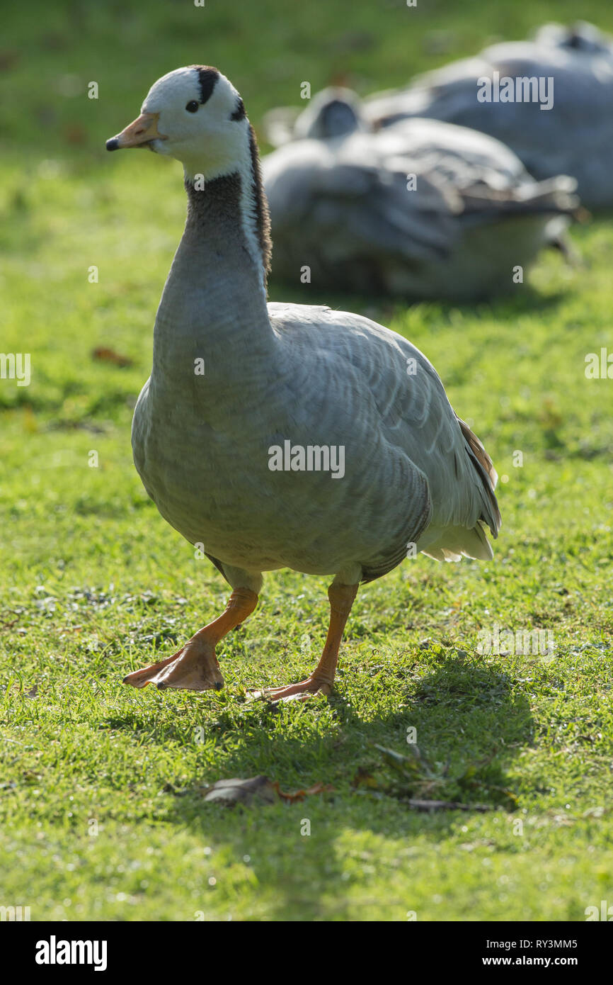 Goose step china hi-res stock photography and images - Alamy