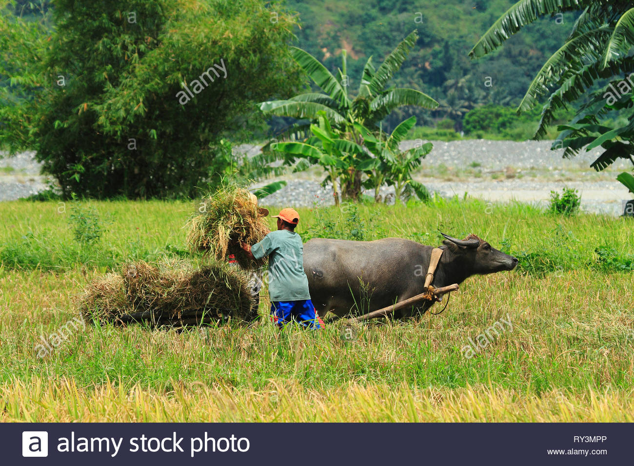 Carabao Stock Photos & Carabao Stock Images - Alamy