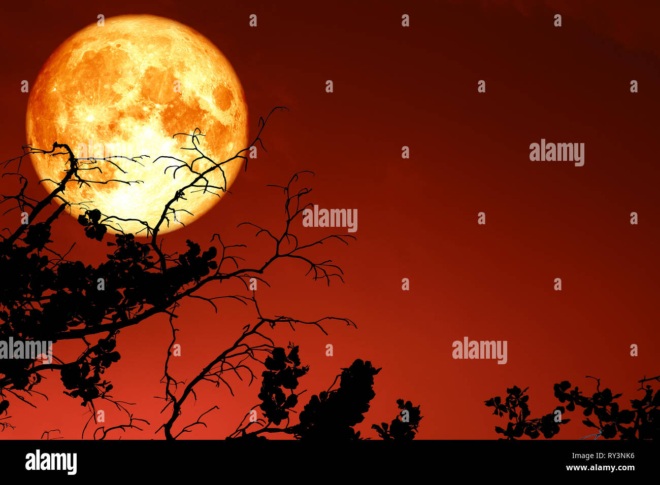 full blood moon floats in the sky above the silhouette branch dry tree ...