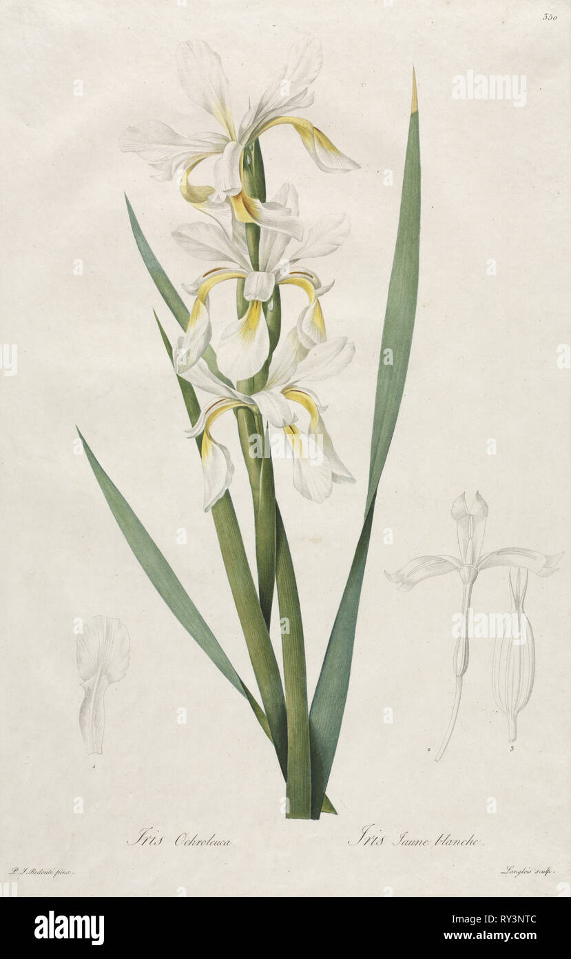 Gold-banded Iris, 1812. Henry Joseph Redouté (French, 1766-1853 ...