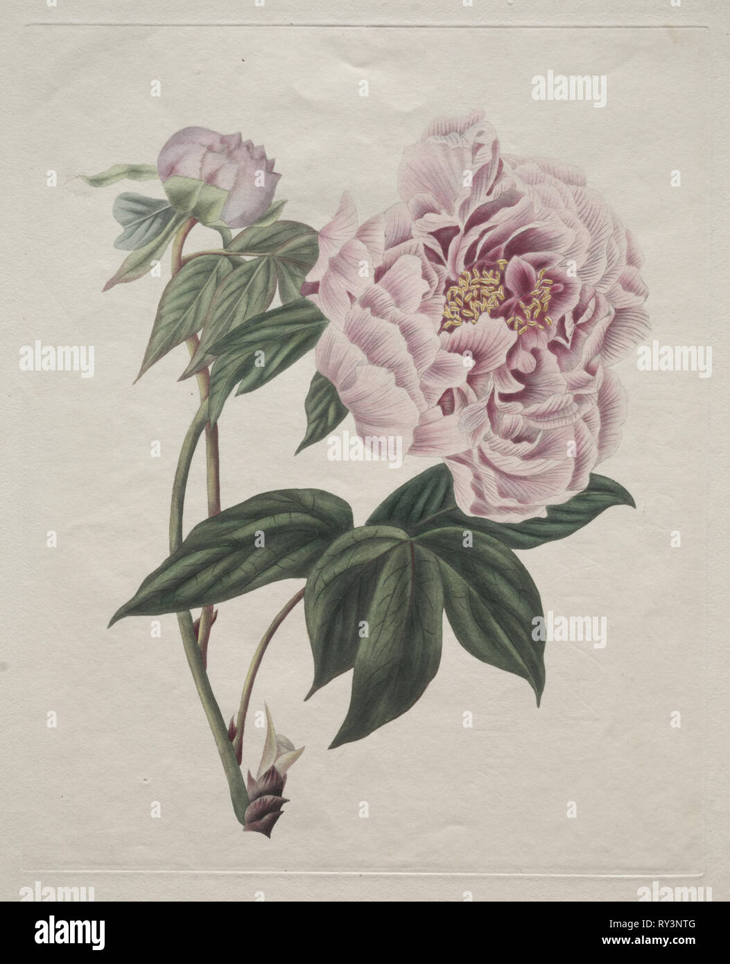 Chinese Tree Peony (Paeonia suffruticosa), c. 1820. Smith (British ...