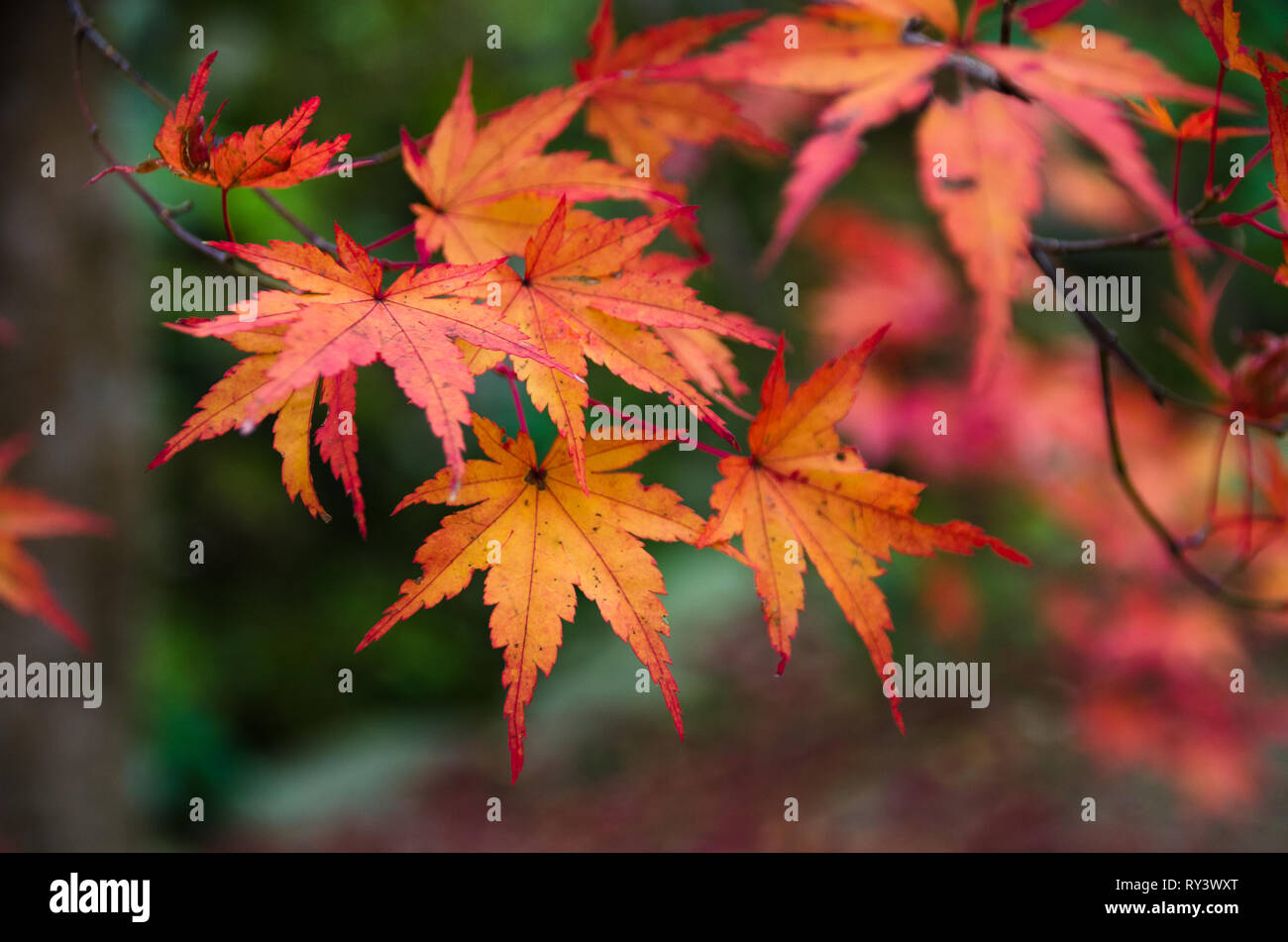 Universe of colors hi-res stock photography and images - Alamy