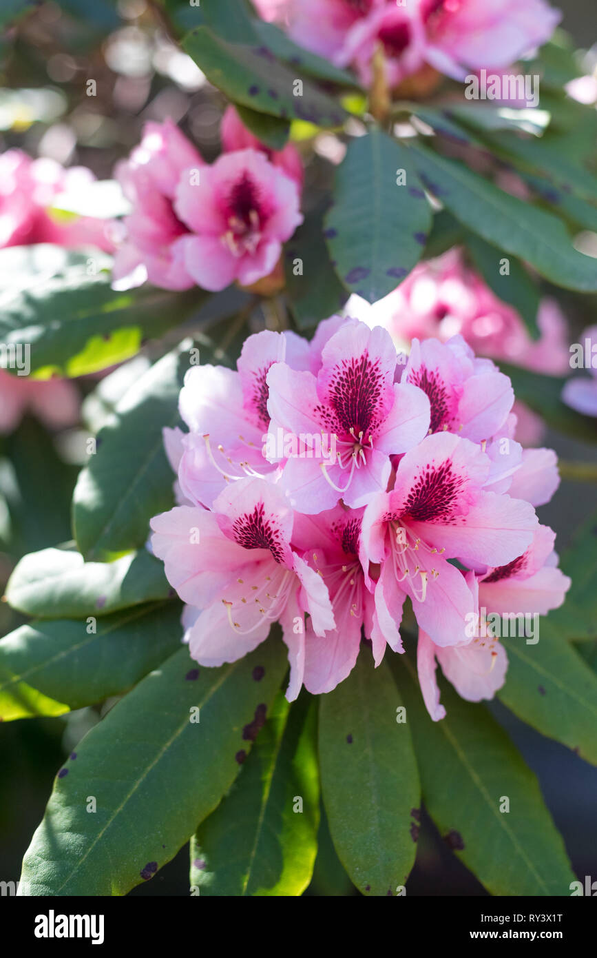 Flush of flowers hi-res stock photography and images - Alamy