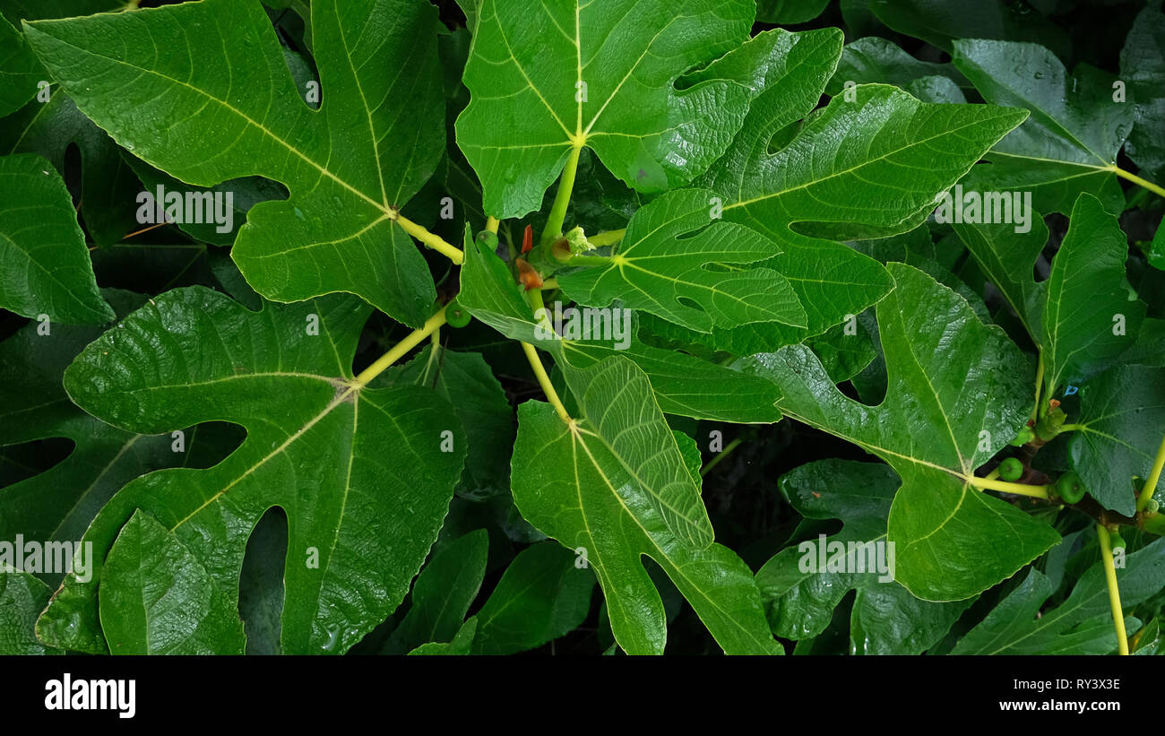 Fig orchards hi-res stock photography and images - Alamy