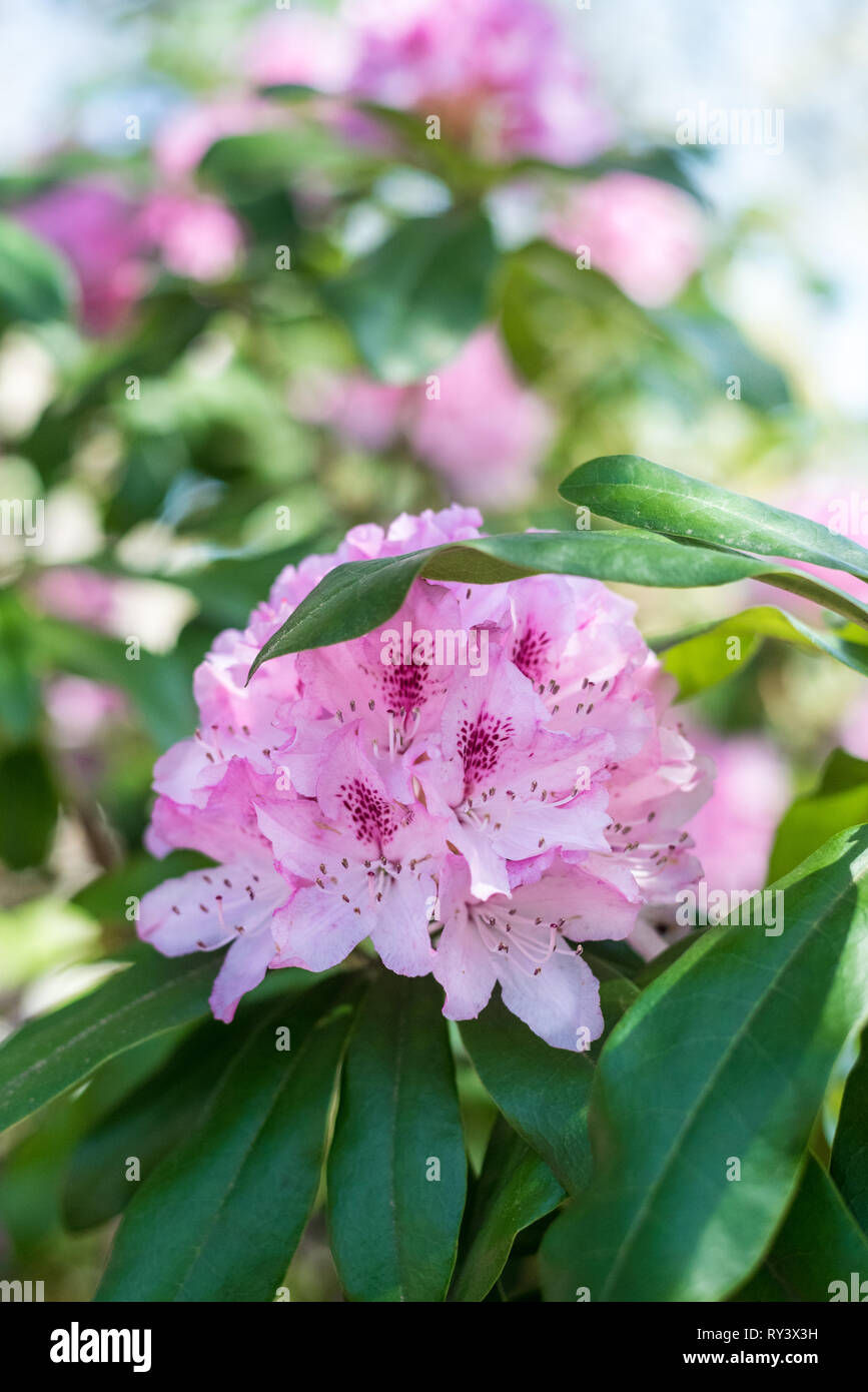 Budding pink blossom hi-res stock photography and images - Alamy