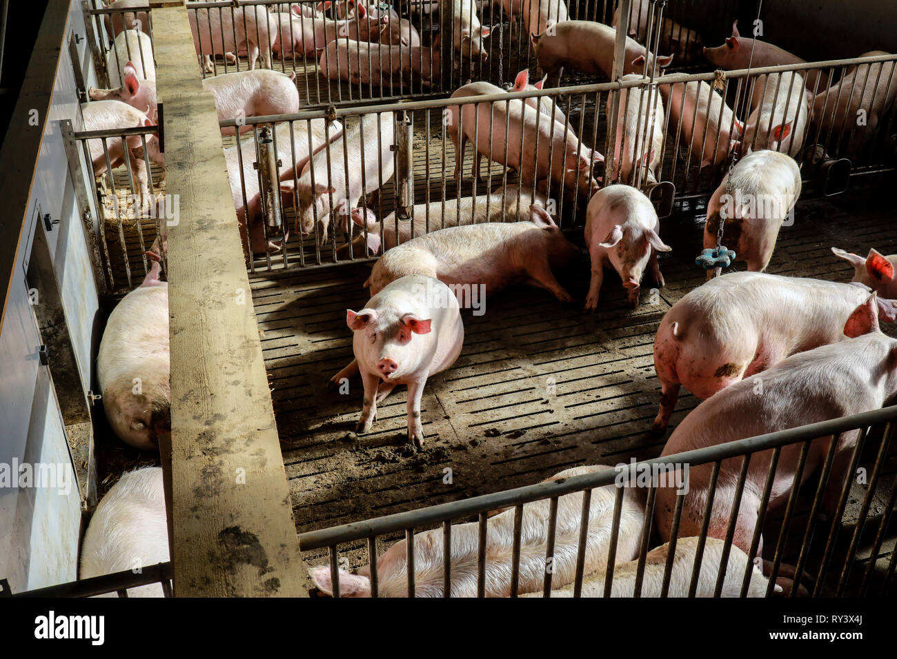 Pigsty hi-res stock photography and images - Alamy