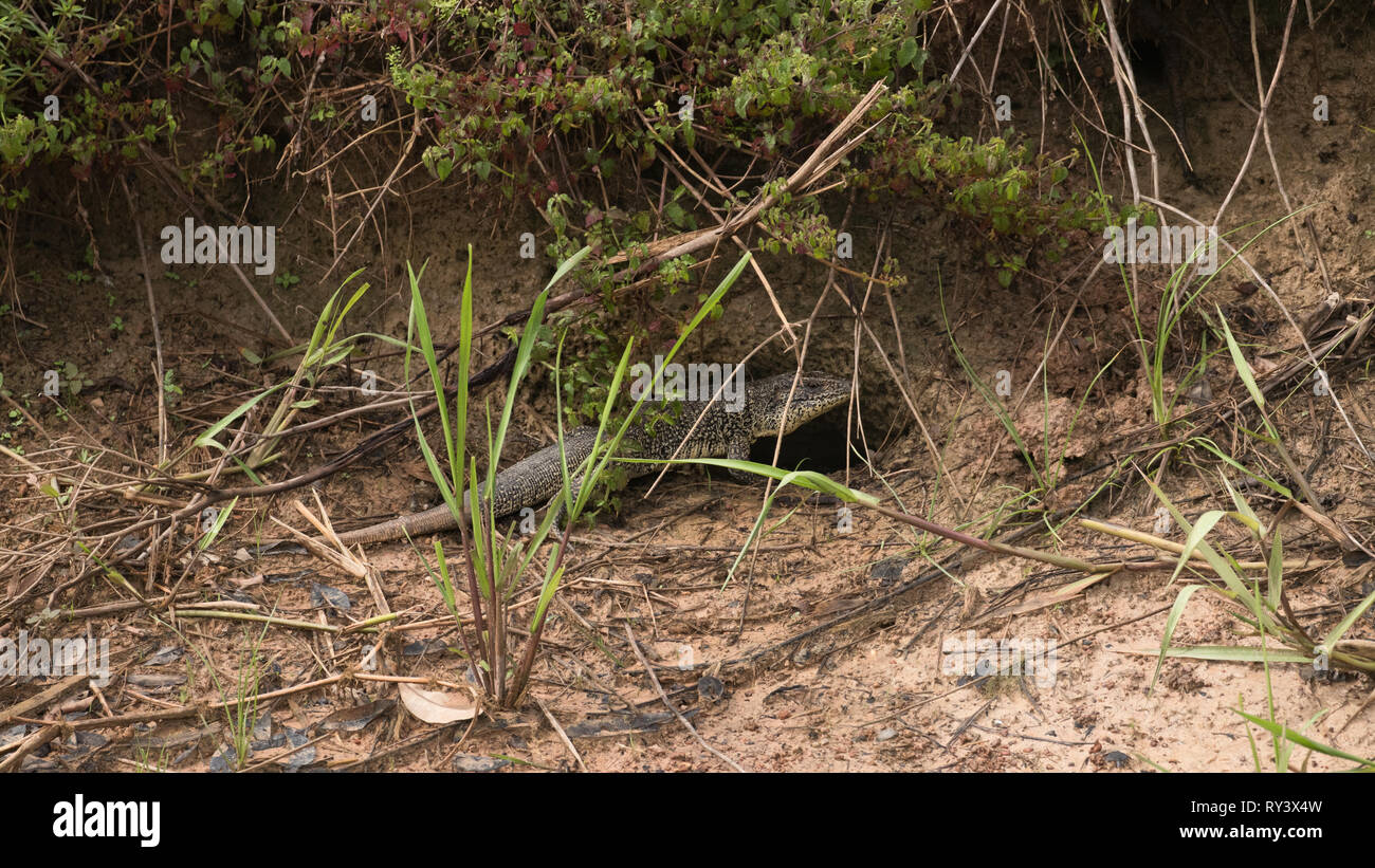 Tegus hi-res stock photography and images - Alamy